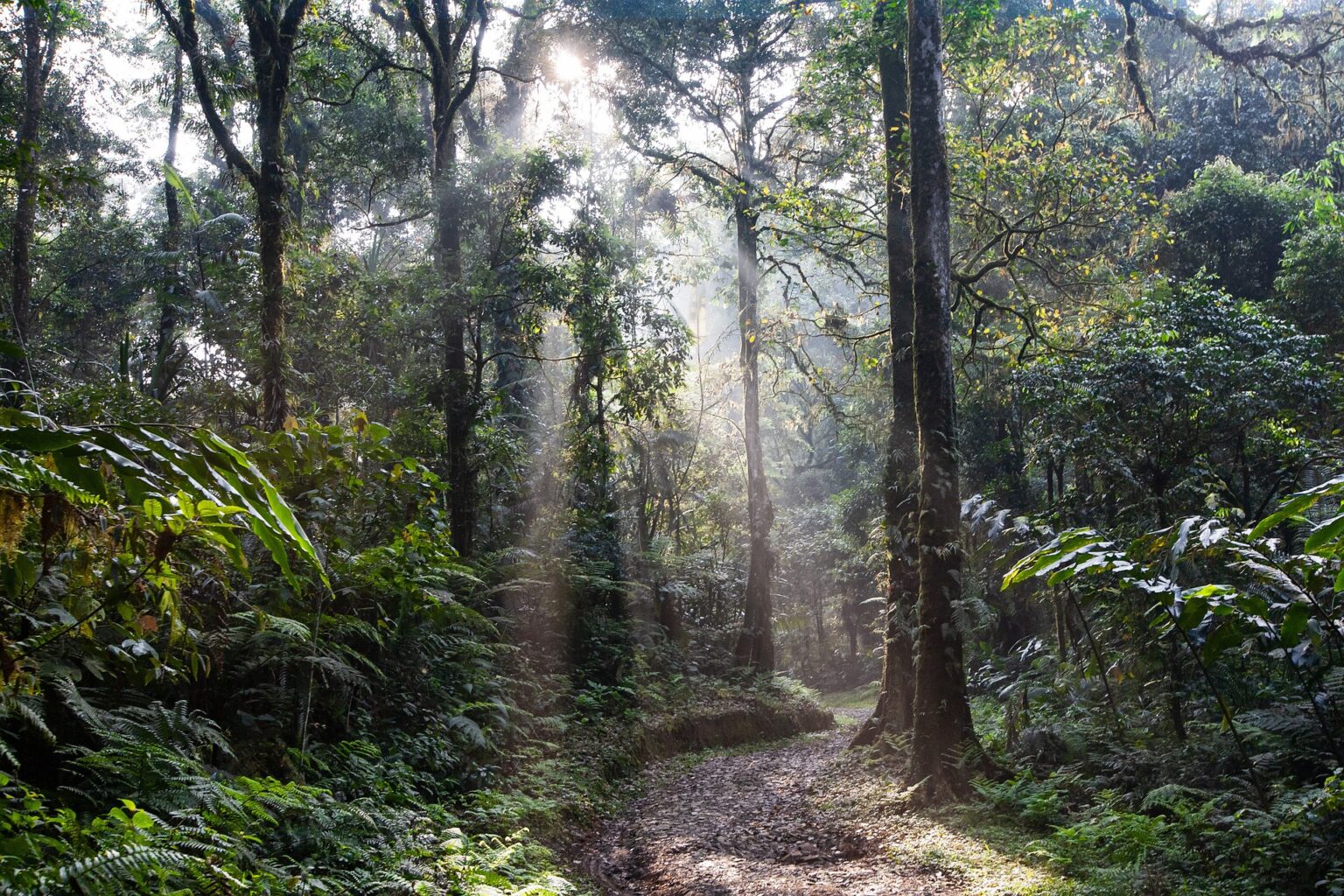 À la découverte des forêts tropicales en Martinique – Destination Outre Mer